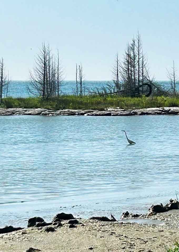 A great blue heron fishing in the shallows, living its best life in this protected wilderness.