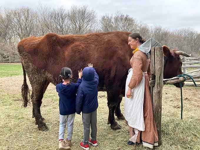 Costumed interpreters don't just dress the part, they actually know how to work these magnificent heritage breed oxen.