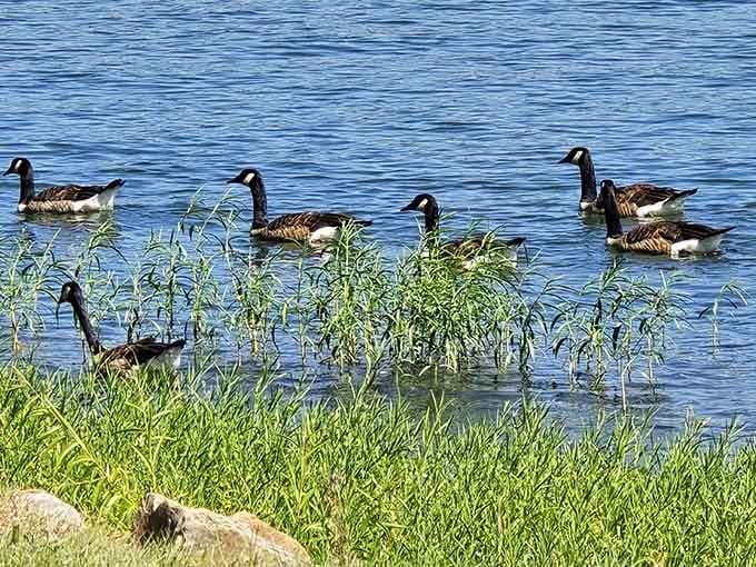 Canada geese gather for their daily meeting, discussing important waterfowl business we'll never quite understand completely.
