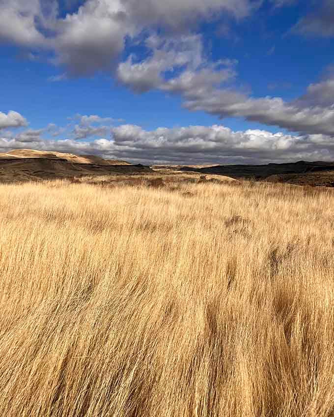 Golden grasslands stretch endlessly under big sky country, proving Eastern Washington has its own brand of beauty.