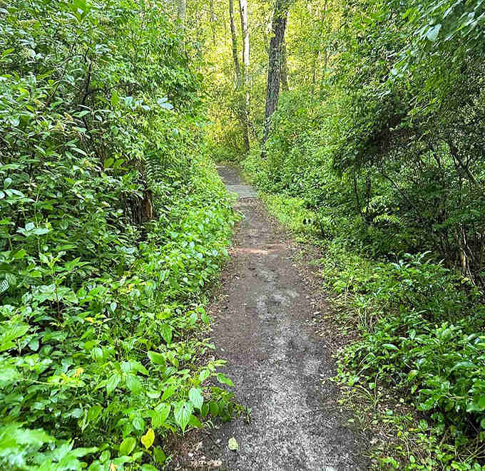 Green tunnels like this make you feel like you're walking into a secret the forest's been keeping.