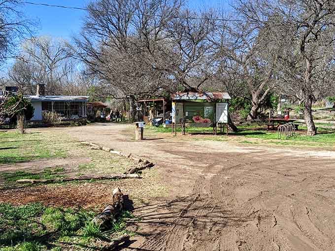 The Paton Center attracts hummingbirds and birders alike, creating nature's most delightful aerial show every single day.