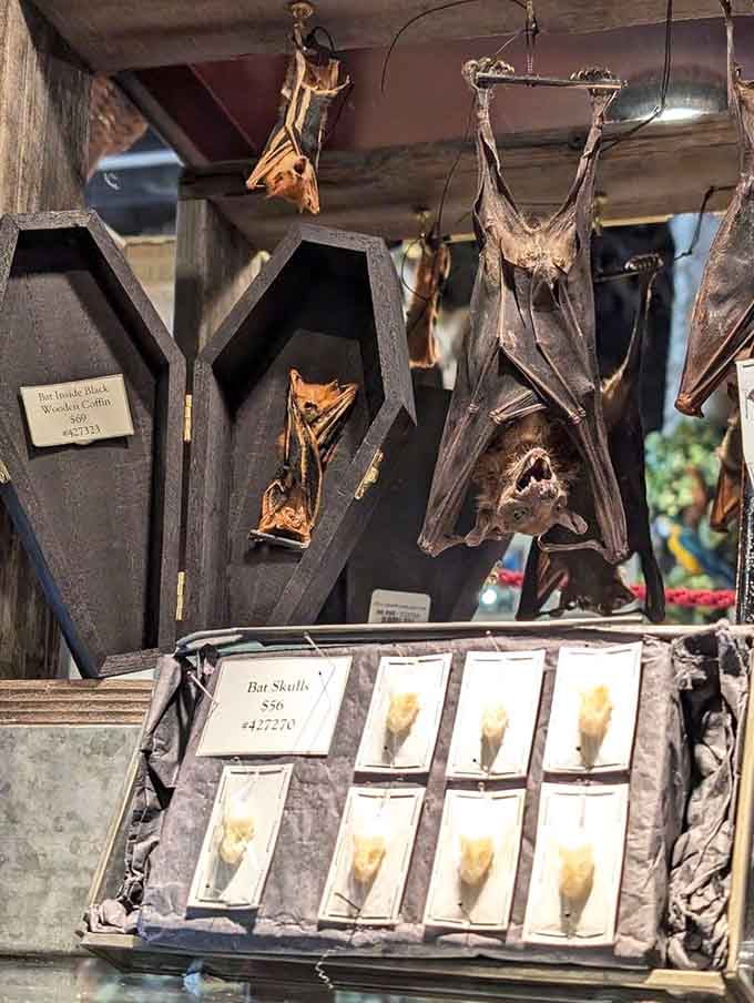 Preserved bats hang like nature's own Halloween decorations, educational and only slightly unsettling in the best way.