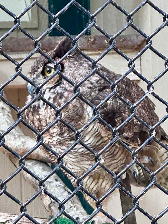 This owl's piercing stare suggests it knows exactly what you did last summer and isn't particularly impressed by it.