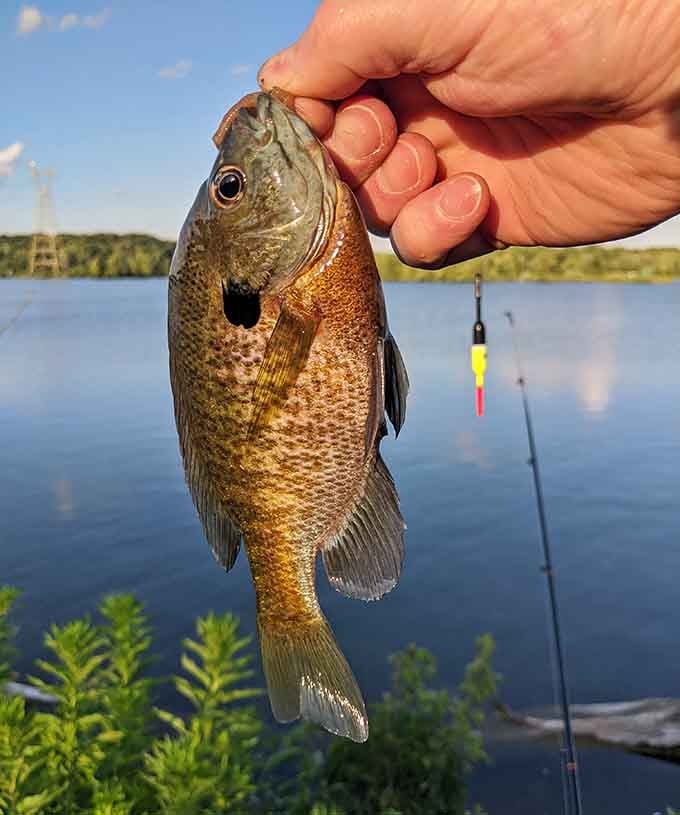 This bluegill just became someone's favorite fishing story, at least until the next cast.