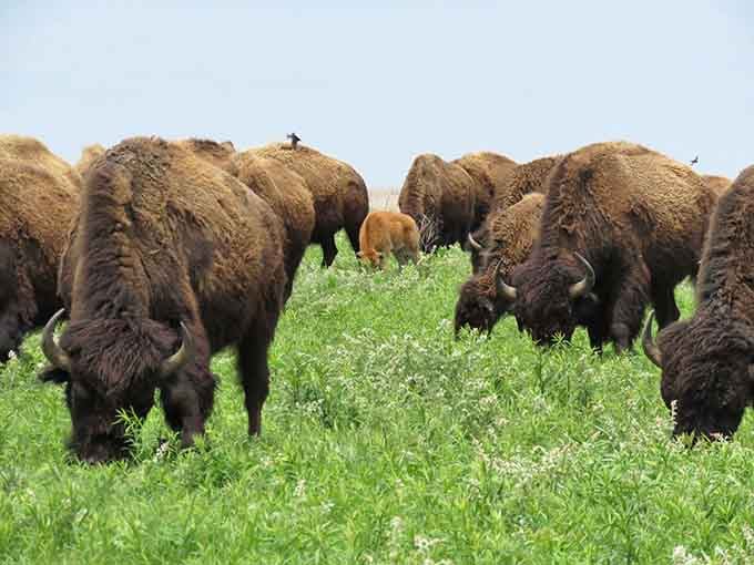 Bison gather like they're planning something, probably discussing how nice it is to have their prairie back.