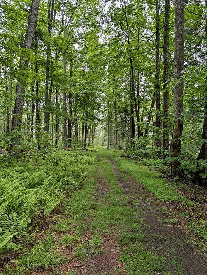 Forest trails like this remind you that the best therapy doesn't require a couch or a copay.