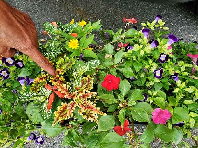 Fresh flowers and plants bringing life to a market that's already bursting with color and possibility.