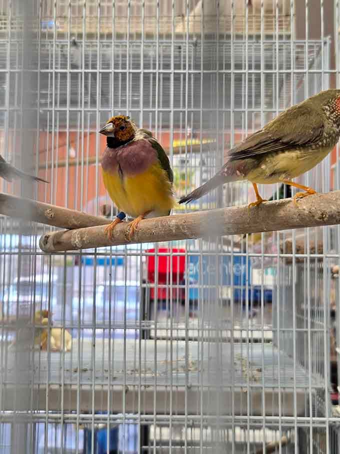 Feathered friends add unexpected charm, turning a shopping trip into a mini aviary visit that delights kids and adults alike.