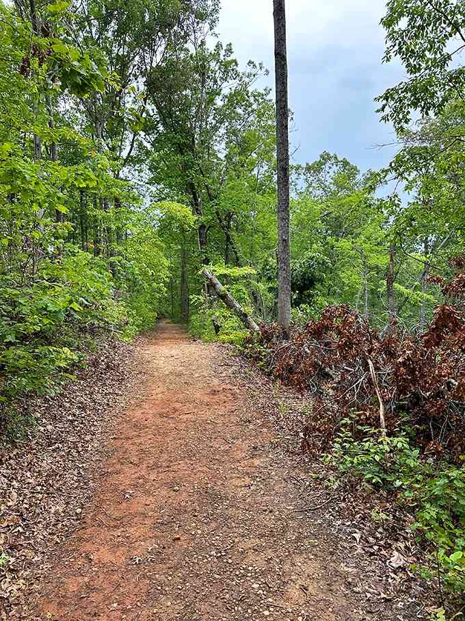 The well-maintained path winds through lush greenery, making the hike feel more like a pleasant woodland stroll than serious exercise.