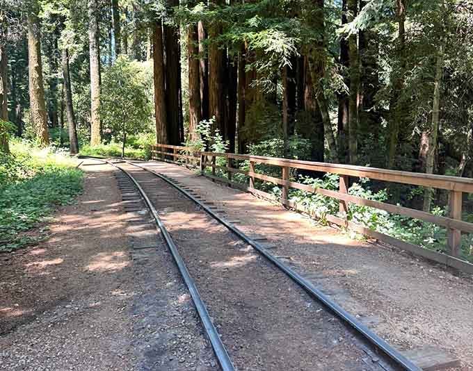 These narrow-gauge tracks wind through redwoods like a steel ribbon connecting past to present, one journey at a time.