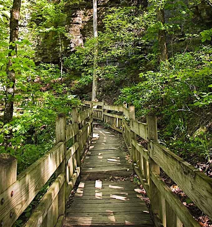 Wooden bridges wind through the forest like nature's own highway system, minus the traffic jams and road rage incidents.