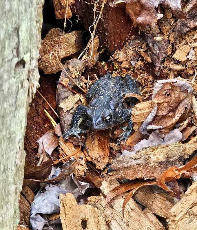 This little guy's been here longer than you have, so show some respect to the locals.