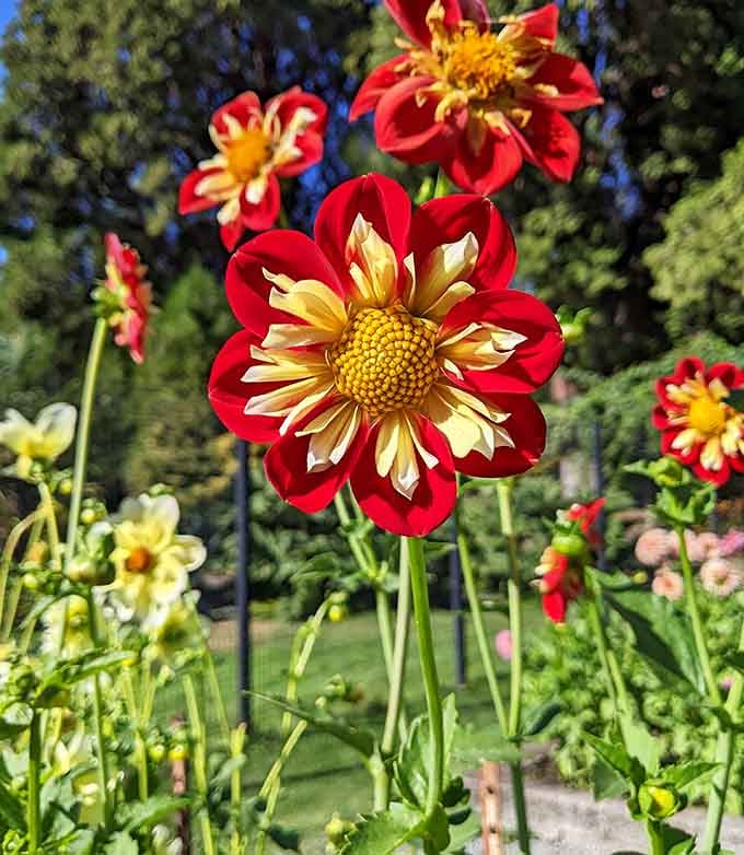 These striped dahlias prove that flowers can pull off patterns better than most people's vacation wardrobes.