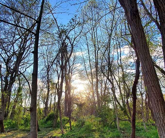 Golden sunlight filtering through the forest canopy feels like nature's own cathedral welcoming you home.