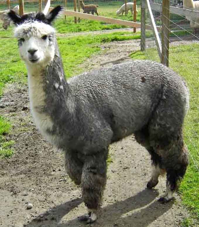 This alpaca's two-tone fleece situation is giving serious high-fashion runway vibes, darling, absolutely stunning work.