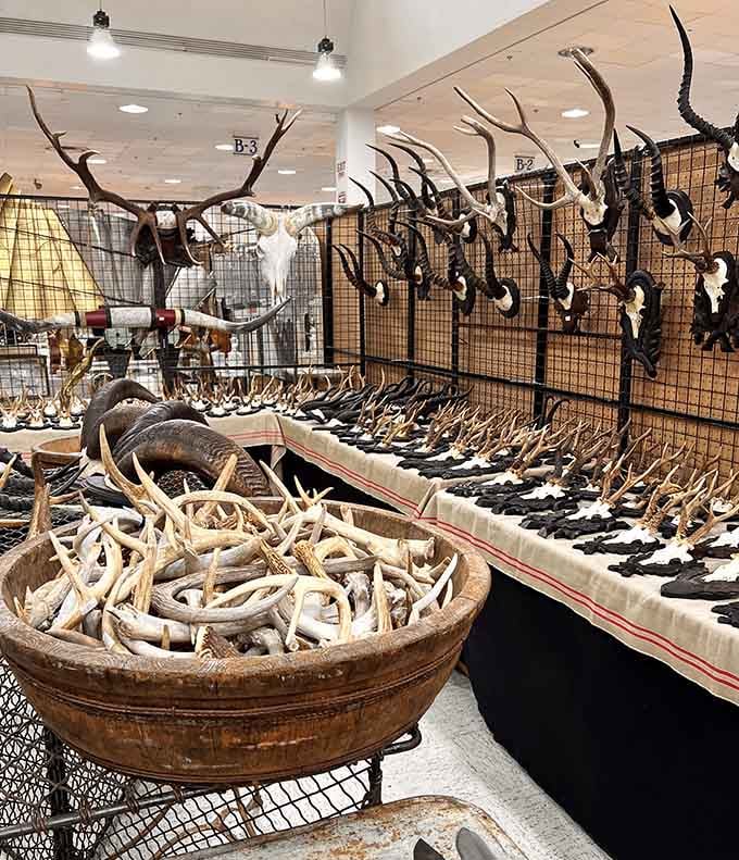 Taxidermy and antler collections that bring new meaning to "statement piece" for your living room or hunting lodge fantasies.