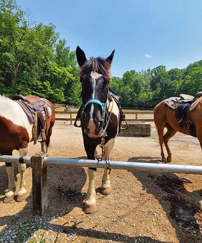 Trail companions with four legs and infinite patience, ready to explore Indiana's rugged terrain alongside you.