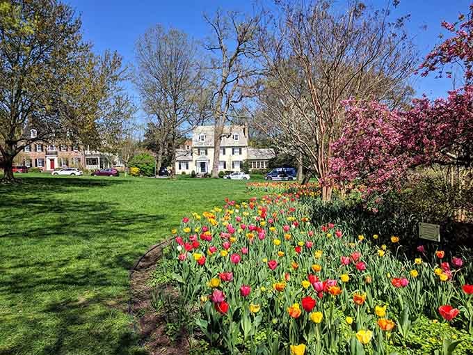 When the garden can't decide on just one color, so it chooses all of them in spectacular fashion.