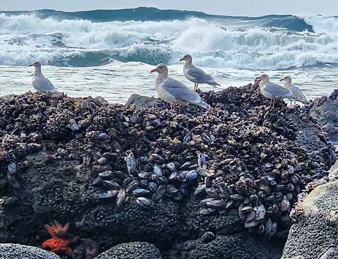Seagulls claim their rocky throne while waves crash behind them, completely unbothered by human admirers nearby.