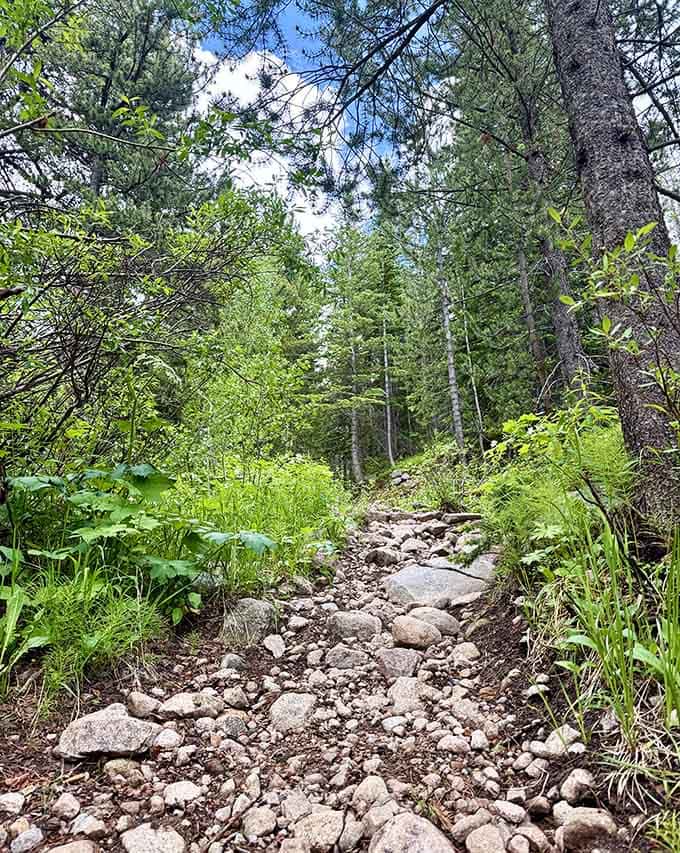 These trails wind through forests so peaceful you'll forget what traffic jams even sound like anymore.