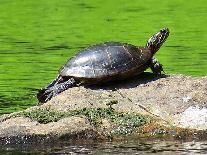 This turtle sunbathing on a rock has figured out the secret to life that most of us are still chasing.