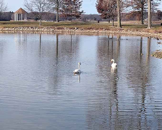 Even the swans know this is prime real estate for a relaxing day by the water.
