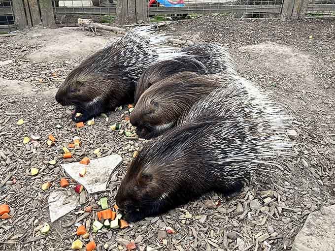 These porcupines prove that even the prickliest personalities deserve love, snacks, and our undivided attention.