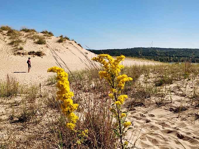 Golden blooms prove that beauty grows in the most unexpected places, even sandy Michigan slopes.