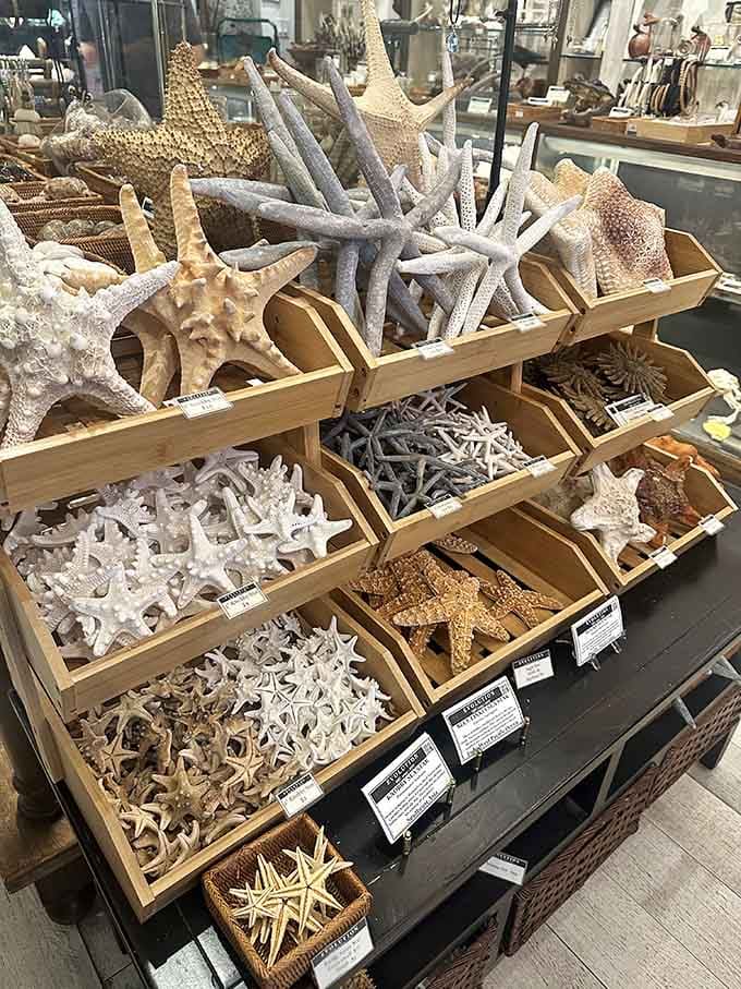 Starfish in every size and shade, proof that the ocean floor has better interior design than most apartments.