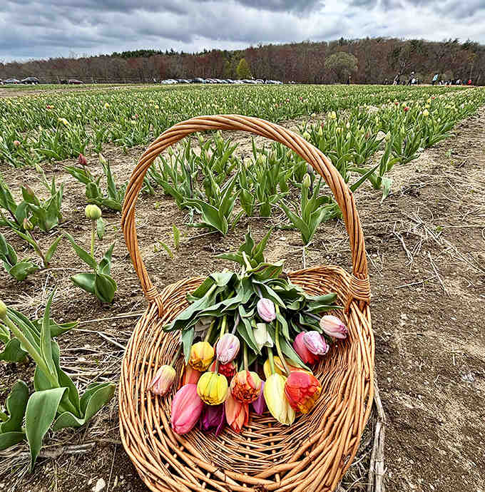 Nothing says spring quite like a basket full of freshly picked tulips in every color imaginable.