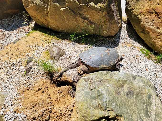 Even the local wildlife appreciates having a 186-foot waterfall as a backyard neighbor and water feature.