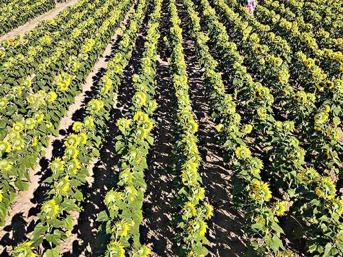 Perfectly planted rows creating nature's own geometric masterpiece that would make any mathematician weep.