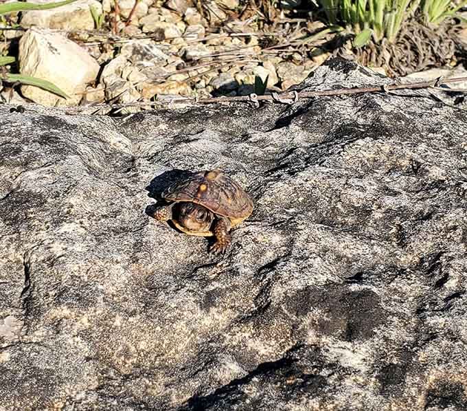 Even the local wildlife knows this is prime real estate worth sticking around for year after year.