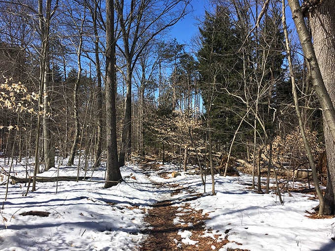 Winter transforms the trails into a peaceful wonderland where the only traffic jam involves squirrels and snowdrifts.