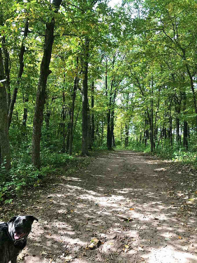 Shaded forest trails invite you to wander deeper into nature's cathedral of towering oaks and maples.