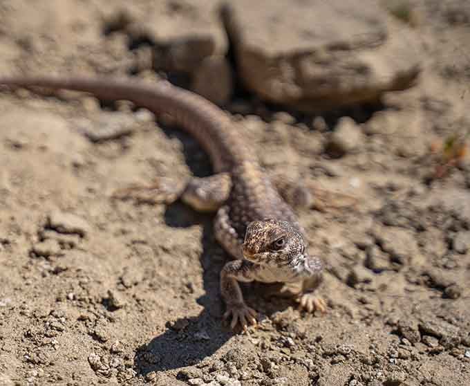 Desert lizards strike poses like tiny dinosaurs, reminding you who really owns this landscape.