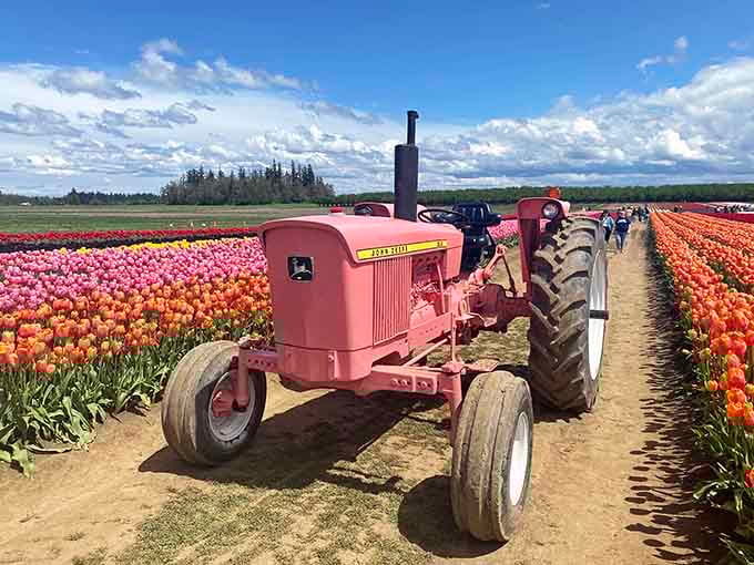 Even the farm equipment gets color-coordinated here, because why should the flowers have all the fun?