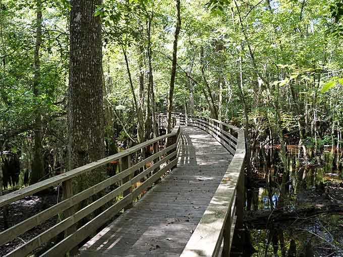 The boardwalk stretches into ancient swampland, inviting you to walk among trees older than America itself.