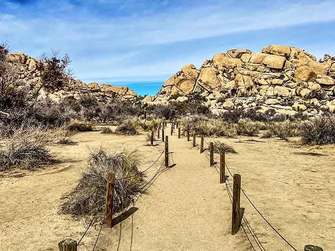 Desert trail winds past weathered fence posts, leading you deeper into Joshua Tree's golden, sun-baked wonderland.