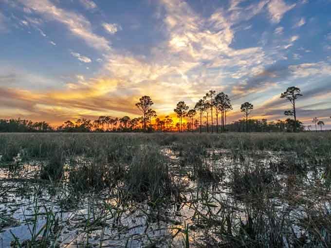 Dawn breaks over the wetlands, painting the sky in shades that would make any artist jealous.
