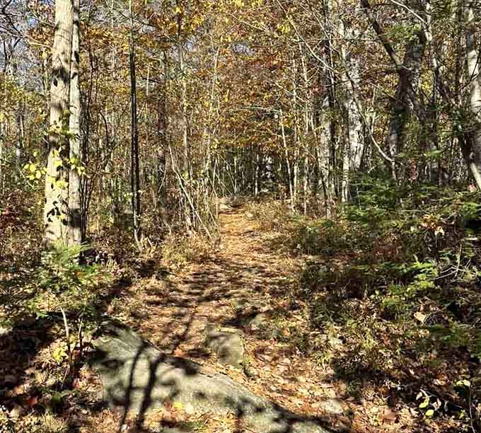 Autumn leaves blanket this winding trail in gold, creating a crunchy carpet that announces your peaceful forest arrival.