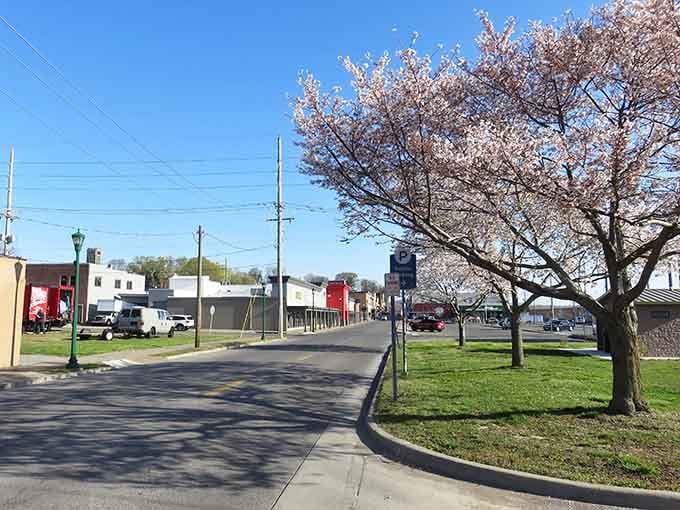 Spring blossoms paint pink against blue sky, transforming ordinary streets into something worthy of a postcard.