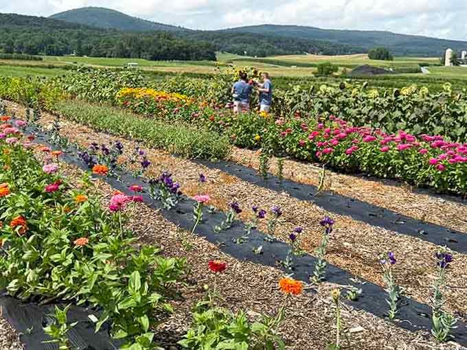 Vibrant flower rows stretch toward distant mountains, where picking your own blooms feels like stepping into a living watercolor painting.