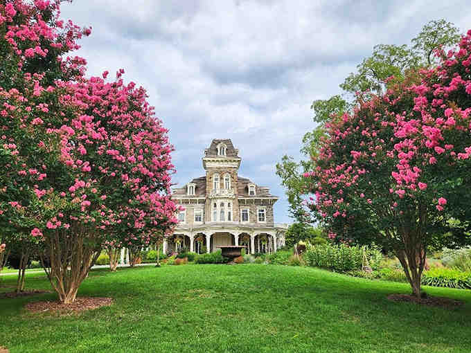 Crepe myrtles explode in pink glory, framing that Victorian mansion like nature's own picture frame of abundance.