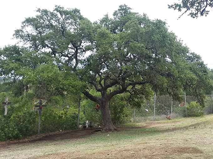 This ancient oak spreads its branches like a protective guardian over the graves it's watched for generations.