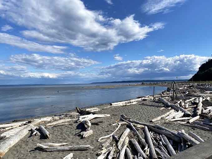 Bleached driftwood creates natural sculptures along the shore, each piece telling tales of ocean journeys and winter storms.
