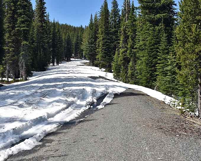 Fresh snow blankets the roadside while evergreens stand tall, marking the path through mountain wilderness ahead.