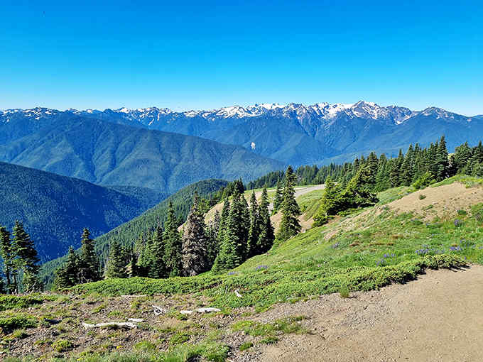 Mountain ridges roll toward snowy peaks in layers of blue, while wildflowers dot the meadow like nature's confetti.