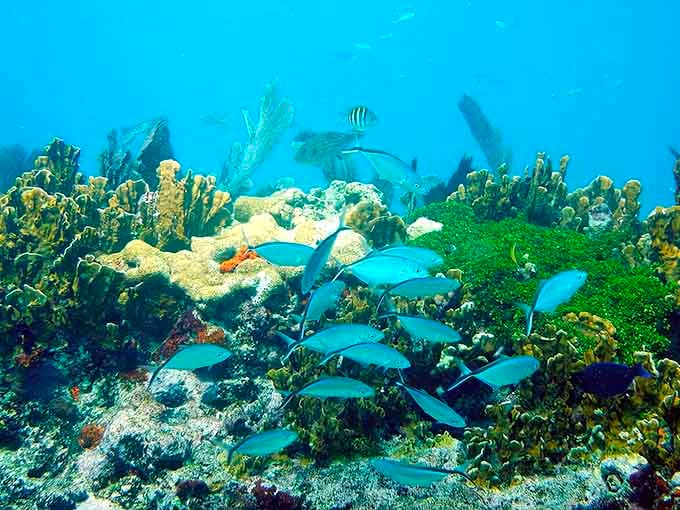 Schools of blue fish weave through coral formations in an underwater garden bursting with life and color.